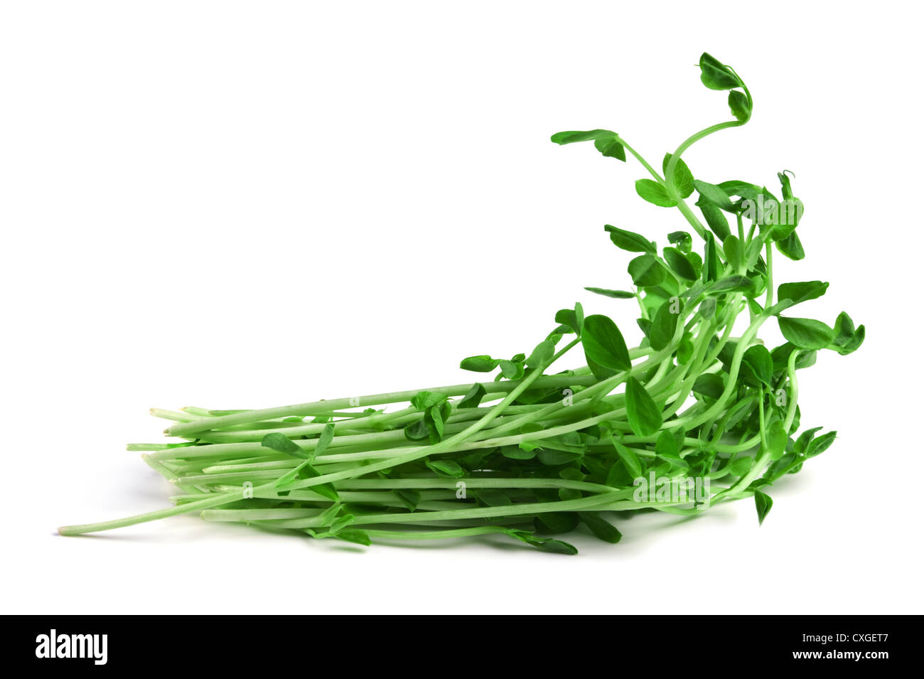 Snow Pea Sprouts Stock Photo - Alamy