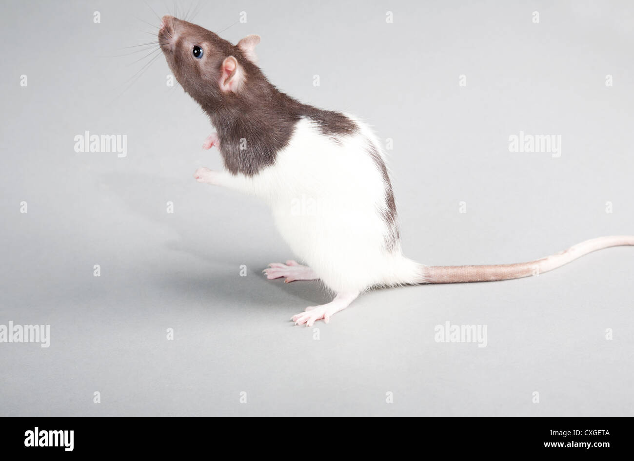 Laboratory rat hi-res stock photography and images - Alamy