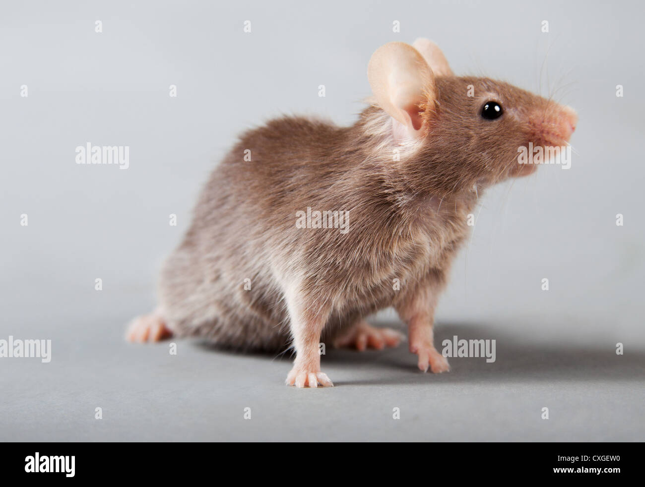 Brown lab mouse hi-res stock photography and images - Alamy