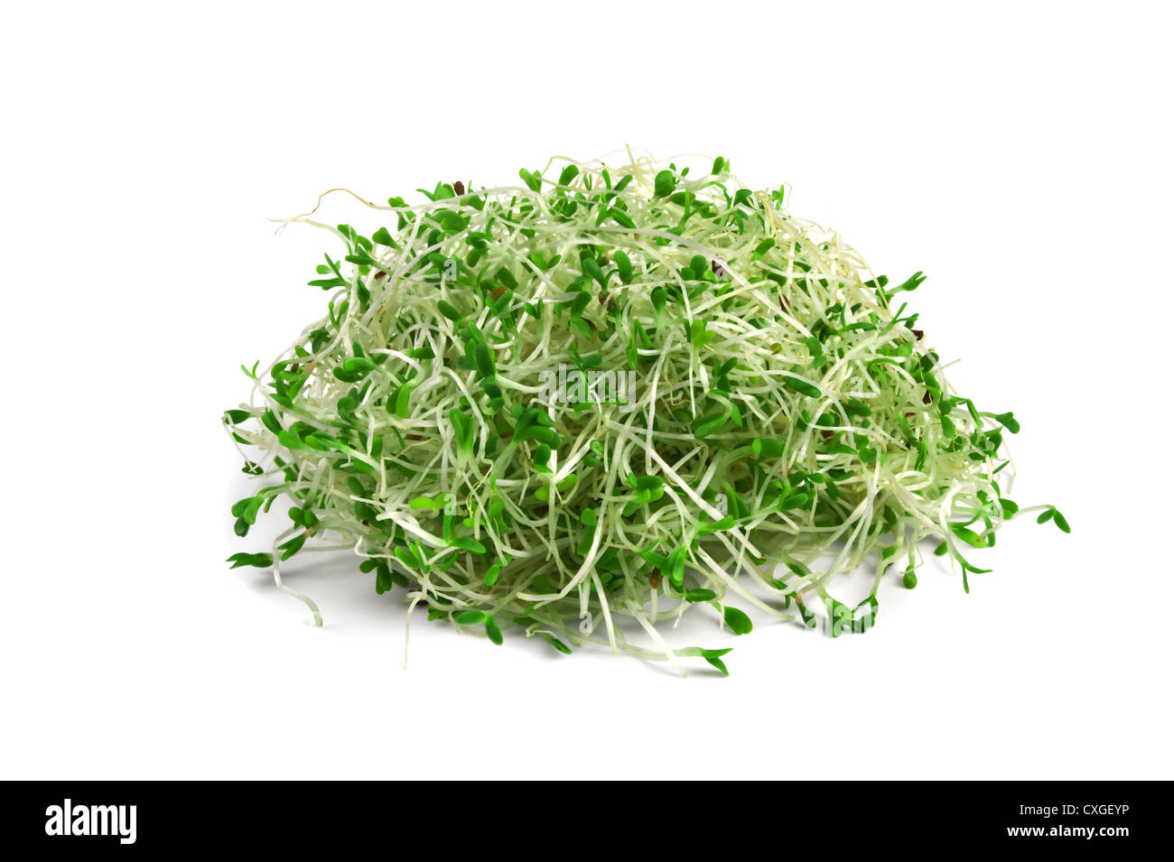 Alfalfa sprouts fresh raw Cut Out Stock Images & Pictures - Alamy