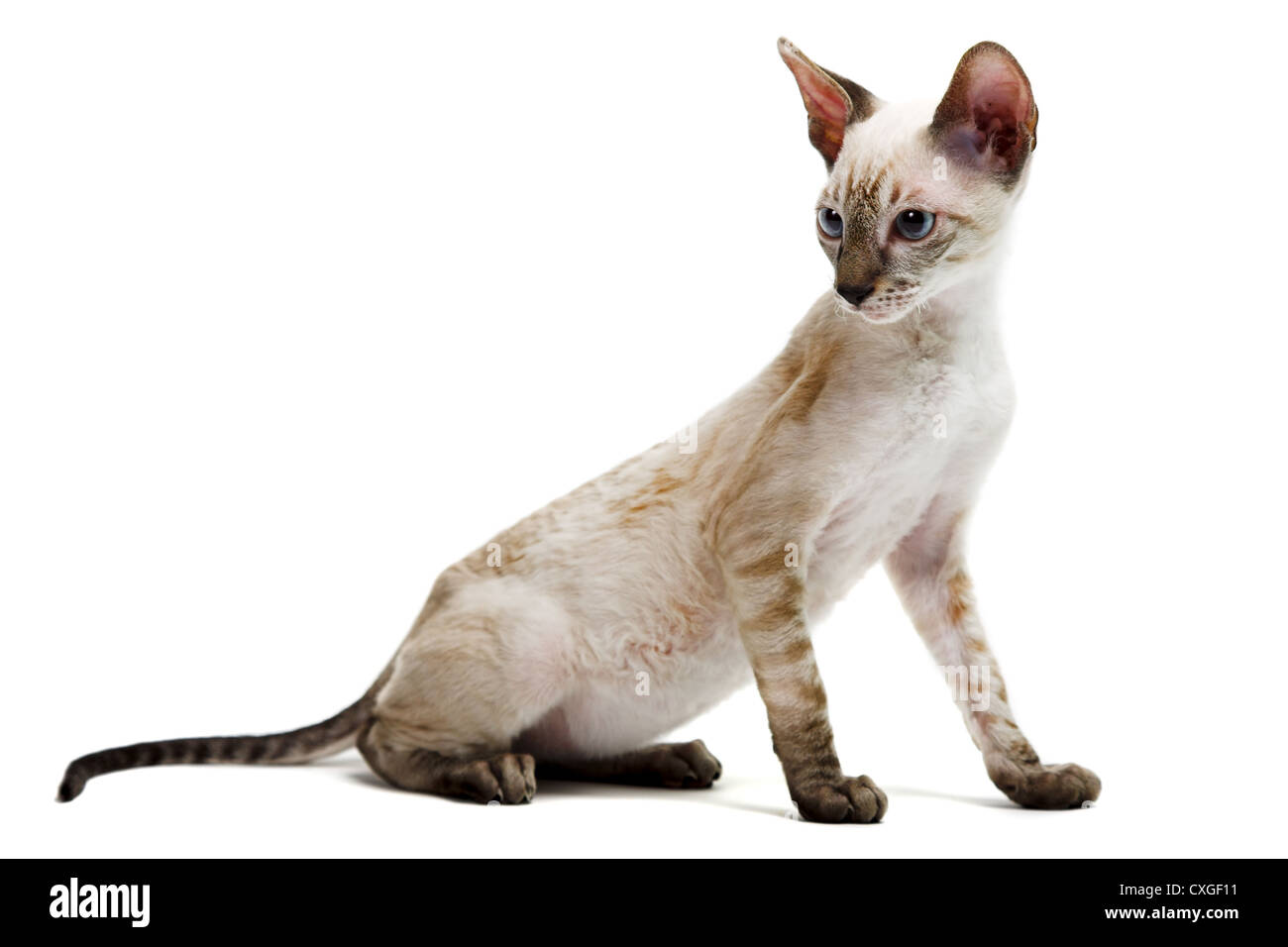 Cat cornish rex Cut Out Stock Images & Pictures - Alamy