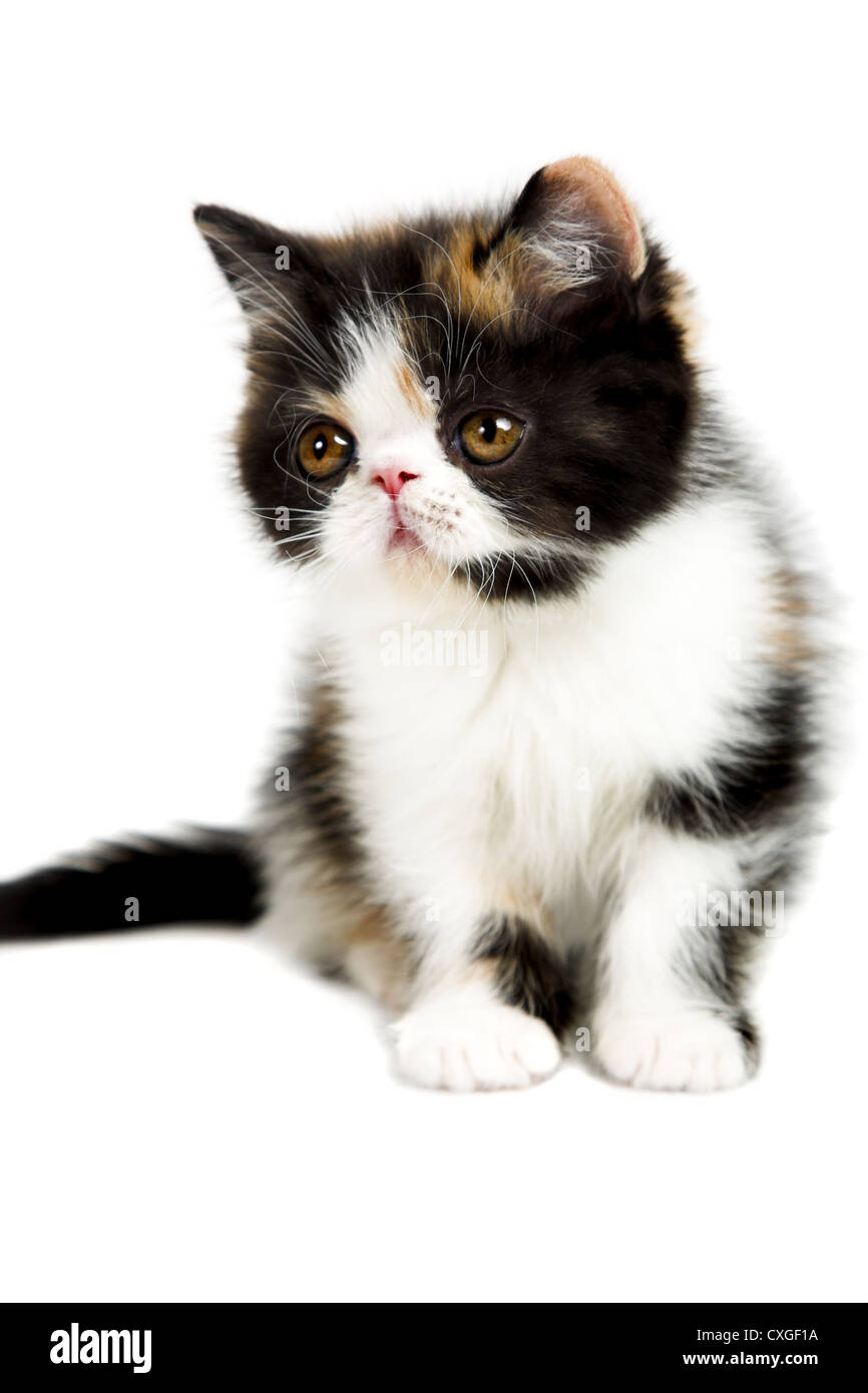 Tortoiseshell persian cat hi-res stock photography and images - Alamy