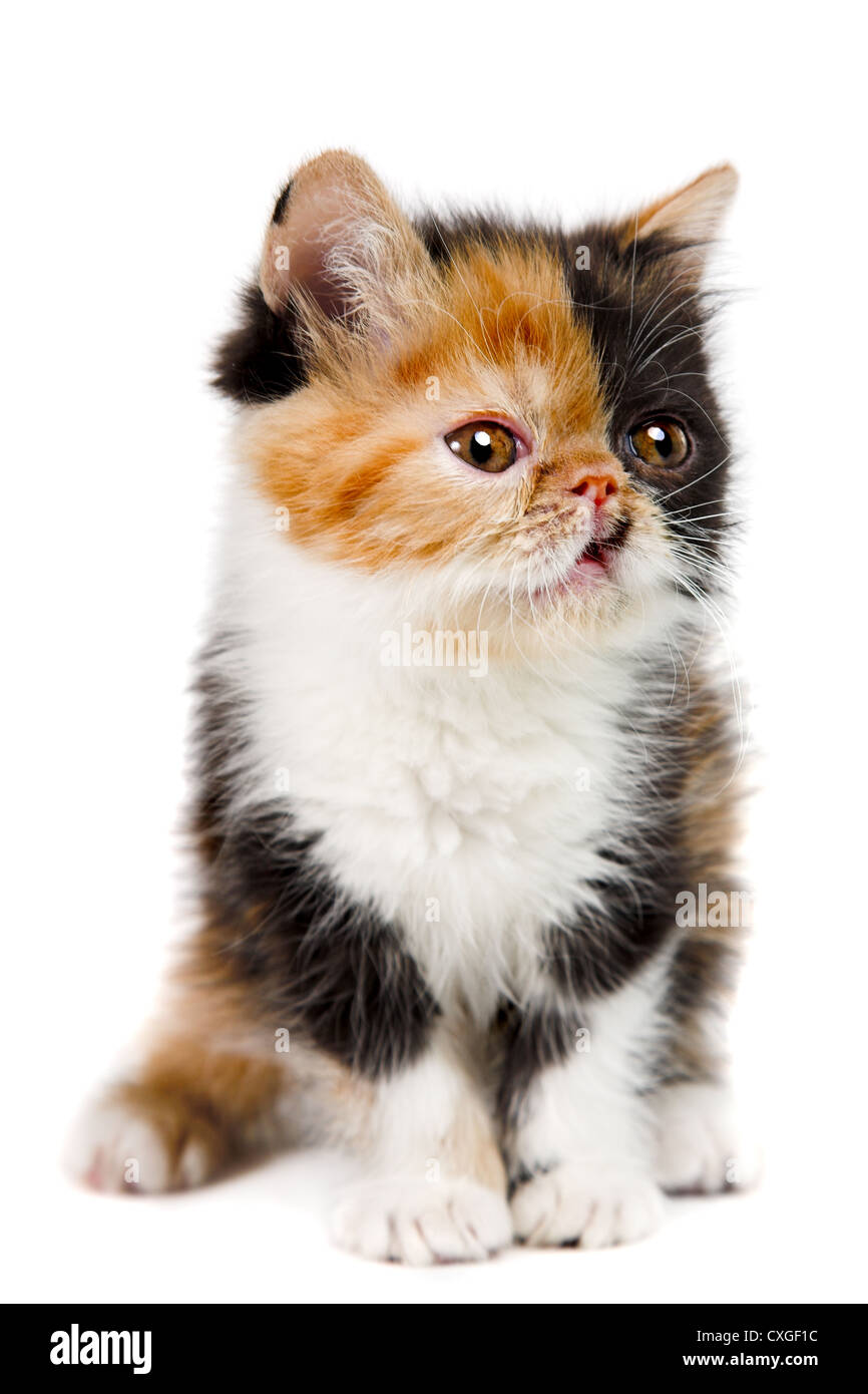 Tortoiseshell persian cat Stock Photo - Alamy