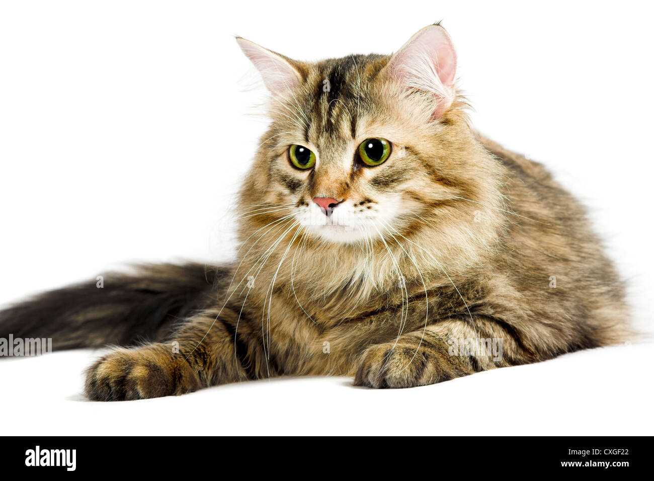 Grey male cat Cut Out Stock Images & Pictures - Alamy