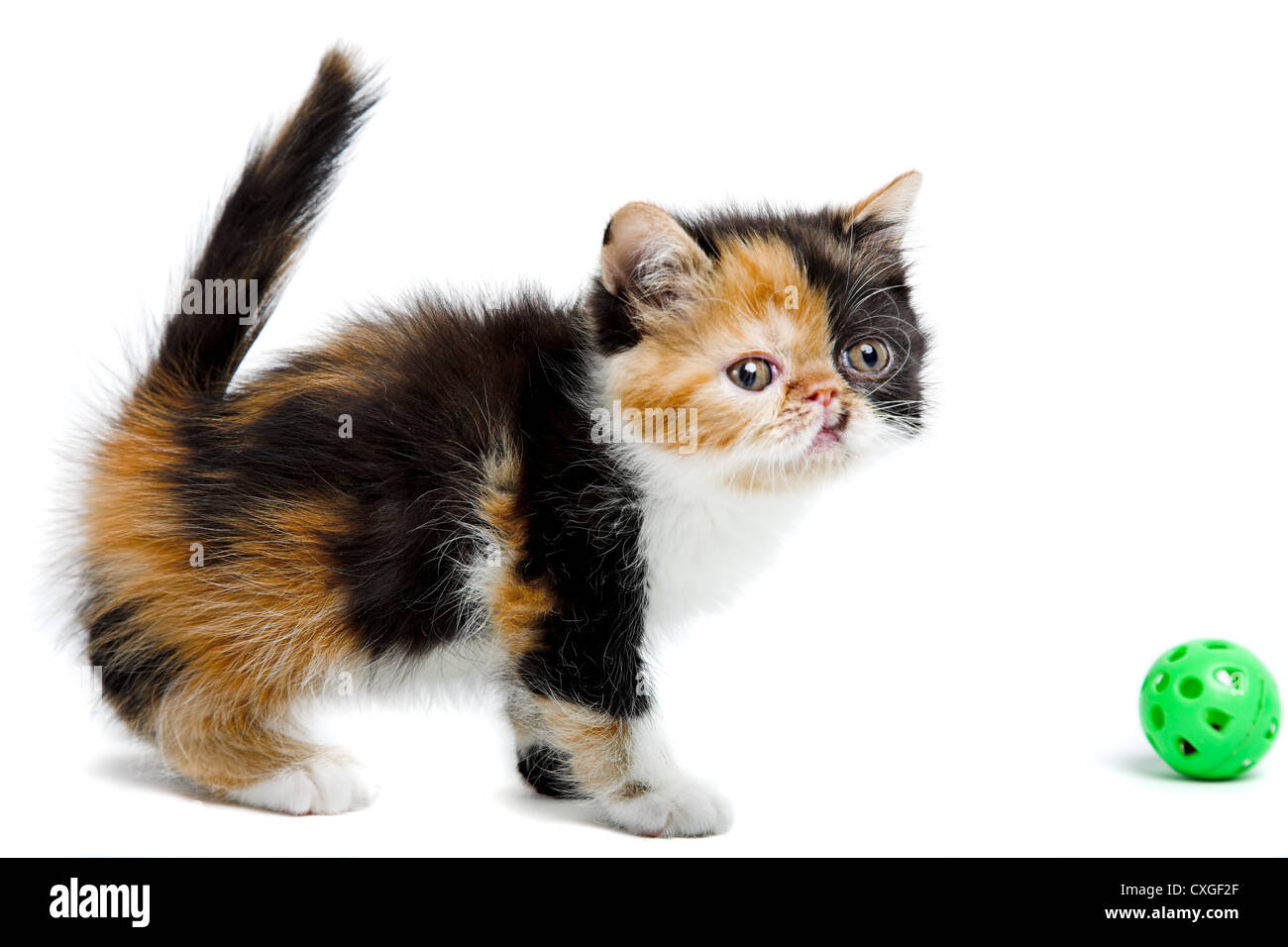 White and tortoiseshell persian cat hi-res stock photography and images ...
