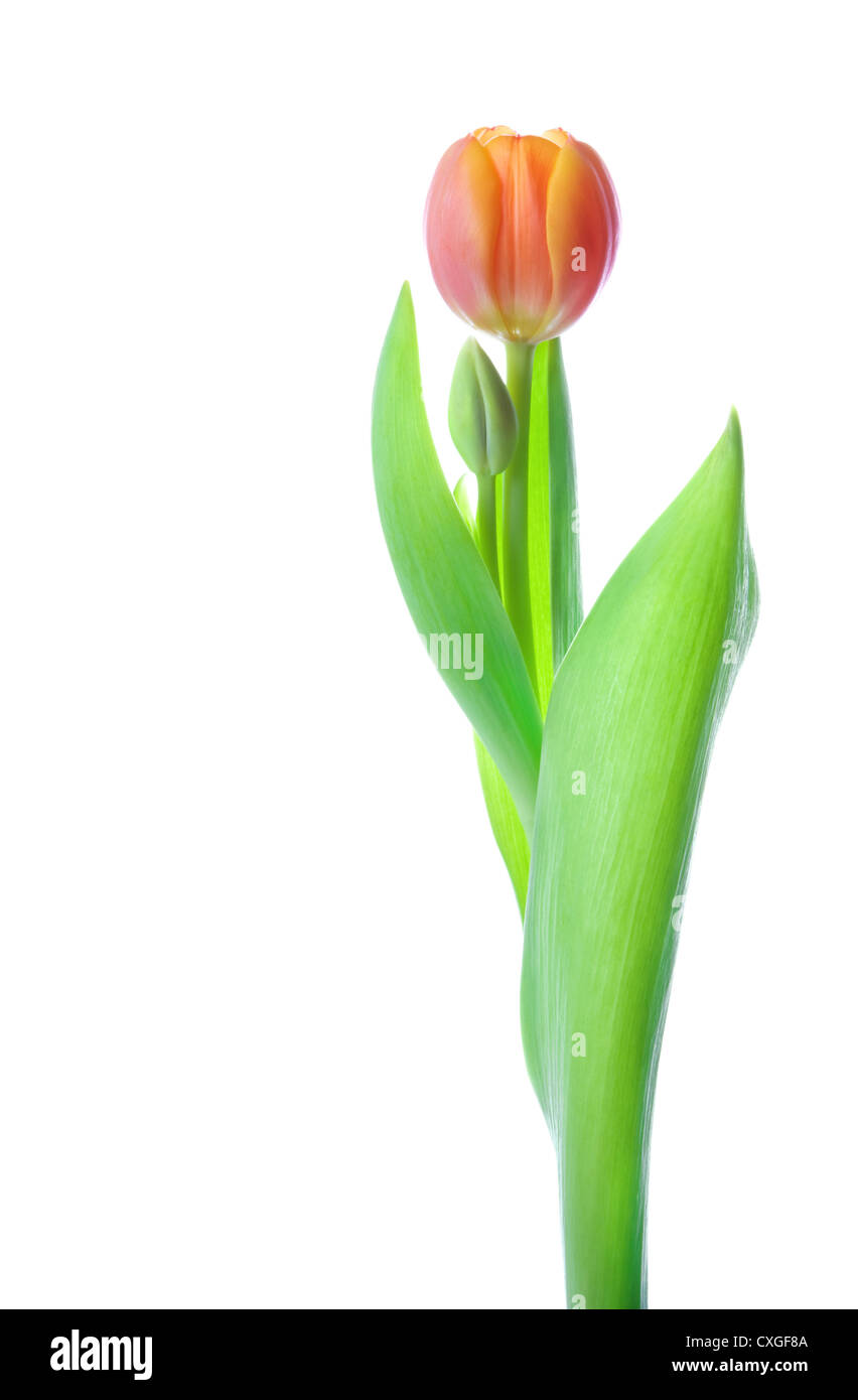 One bright orange tulip Cut Out Stock Images & Pictures - Alamy