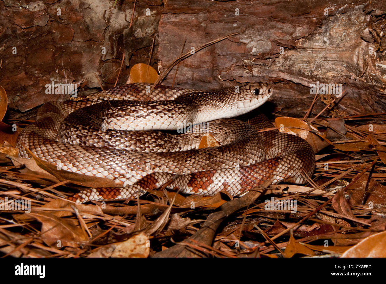 Pine snake hi-res stock photography and images - Alamy