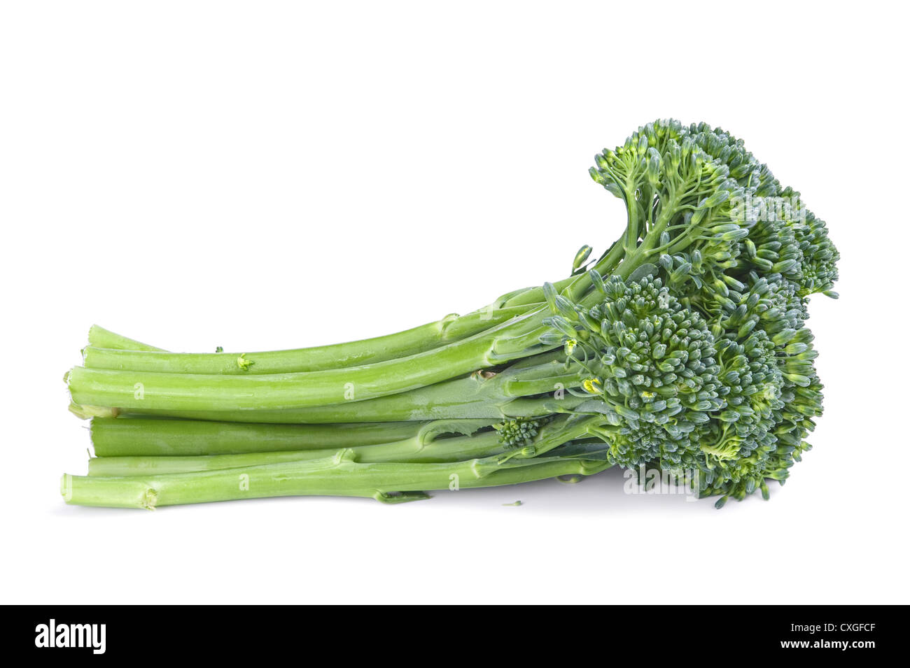 Baby sprouts Cut Out Stock Images & Pictures - Alamy