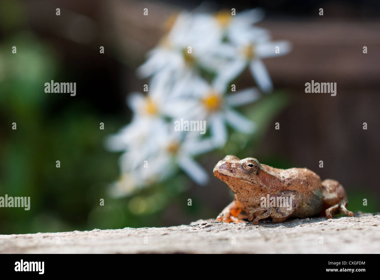 Peeper frog hi-res stock photography and images - Alamy