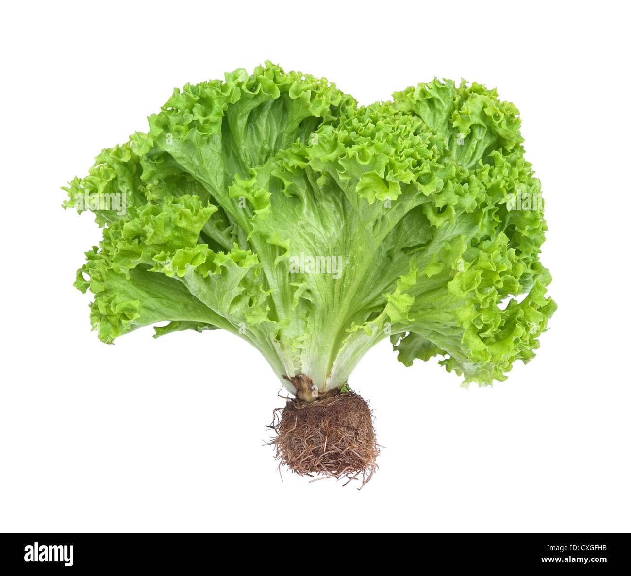 Summer crisp lettuce hi-res stock photography and images - Alamy