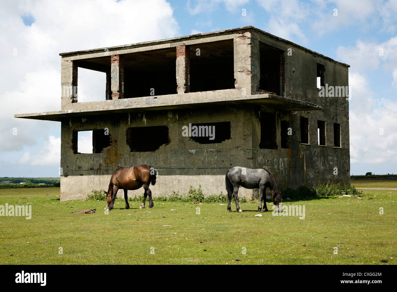 Two wild ponies Stock Photo - Alamy