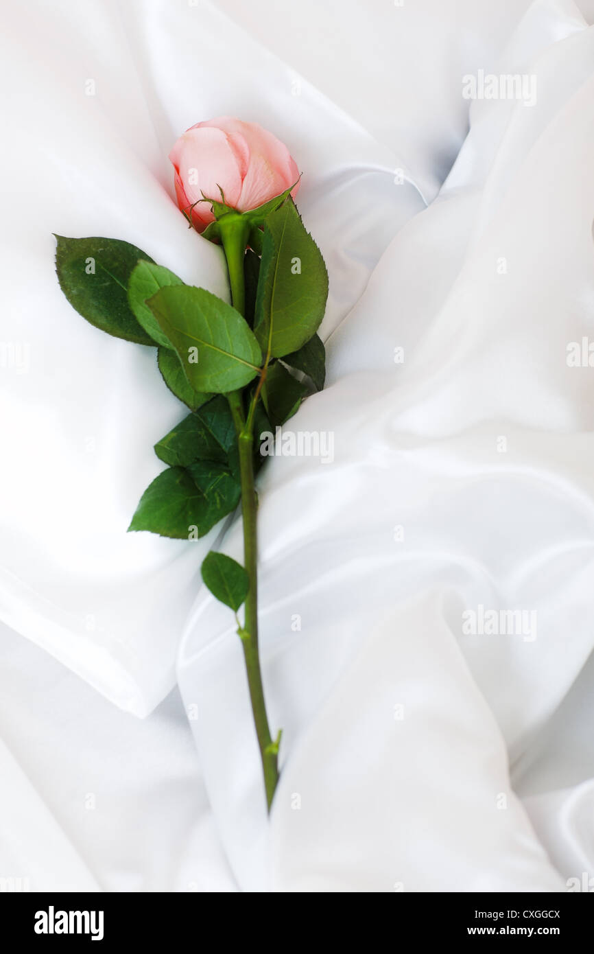 rose on white satin Stock Photo - Alamy