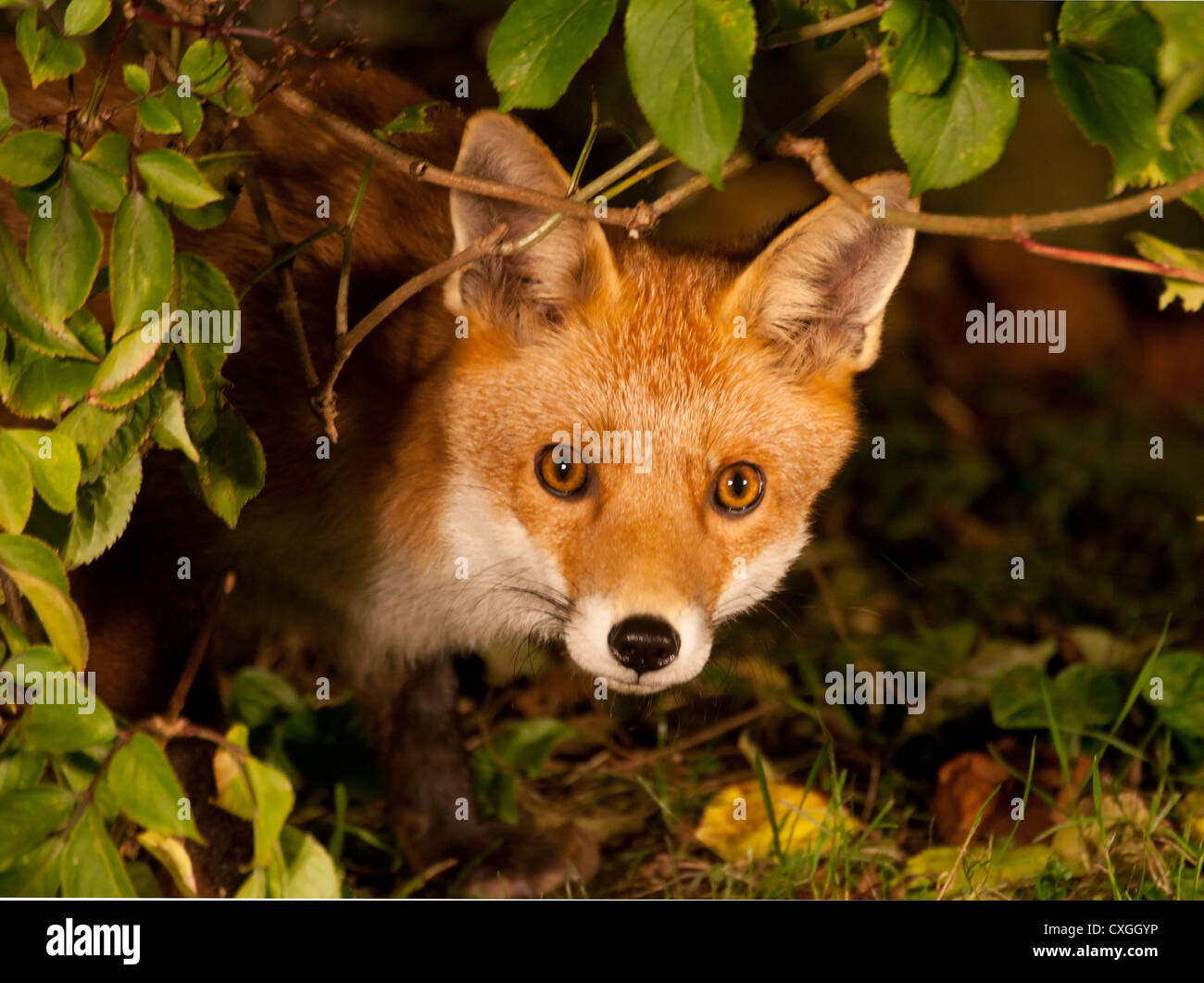 Guy Peeking Over Bushes