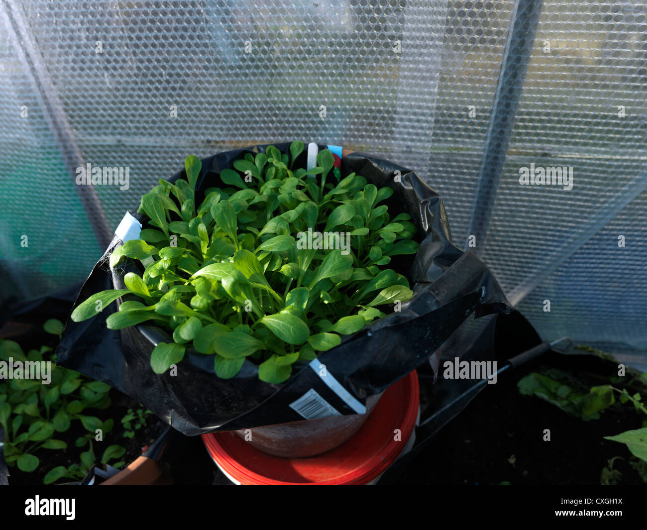 Growing Corn Lettuce in Greenhouse With Bubble Wrap Stock Photo - Alamy