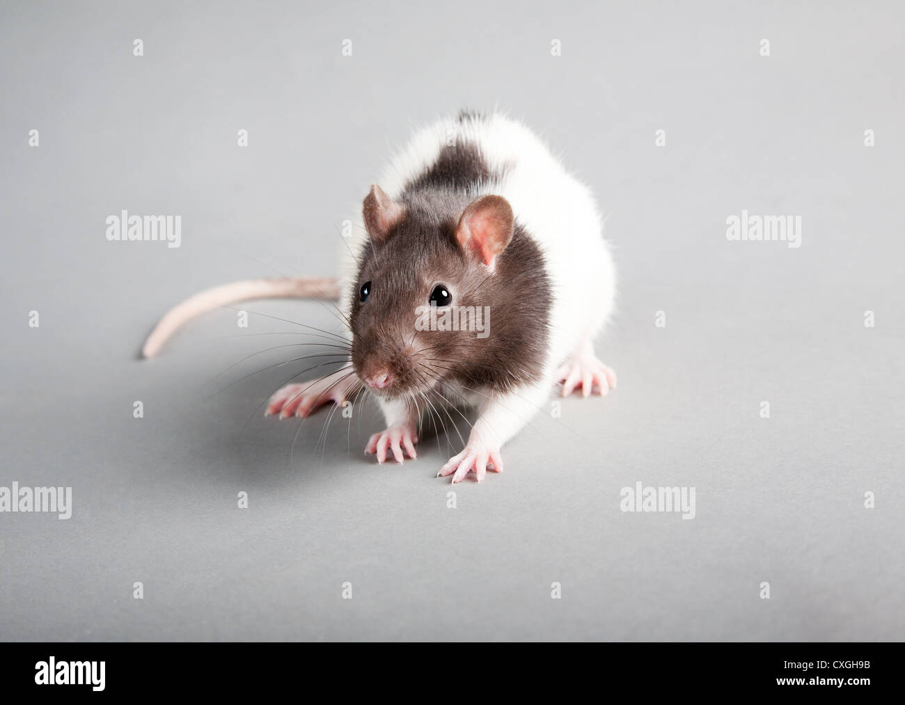 Rat and dna hi-res stock photography and images - Alamy