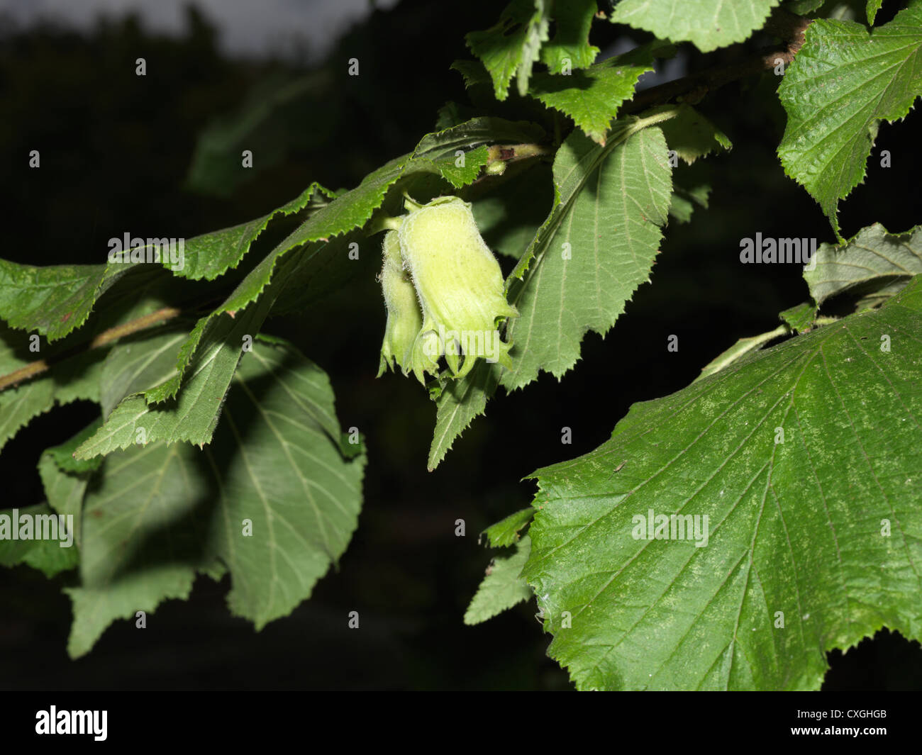Hazelnuts Growing On Tree Stock Photo - Alamy