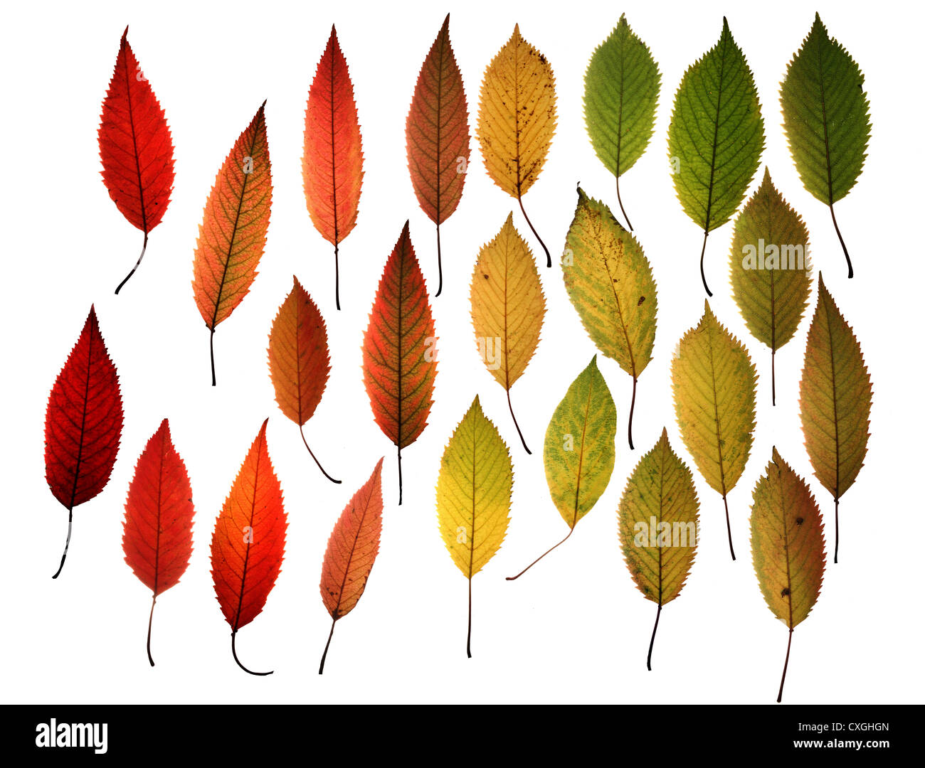 Allotment Tree Cut Out Stock Images & Pictures - Alamy