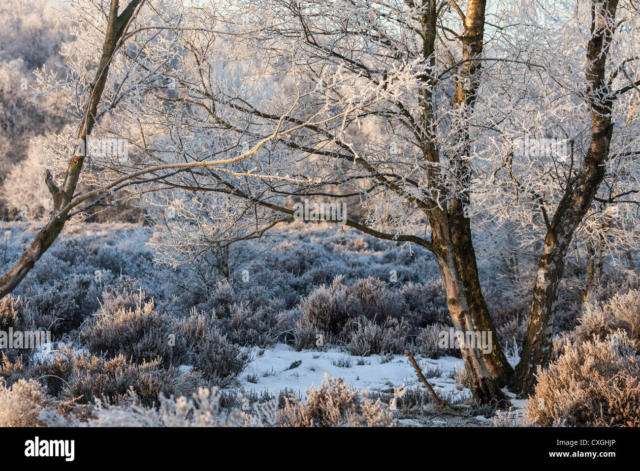 Sutton Coldfield park in snow Stock Photo - Alamy