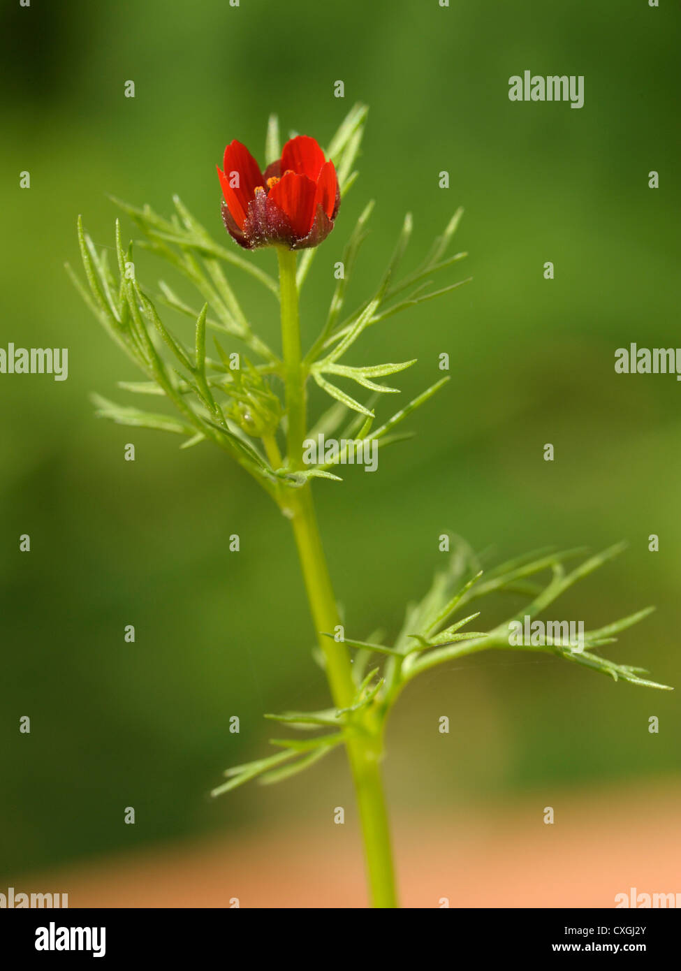 Pheasant's-eye, Adonis annua Stock Photo - Alamy