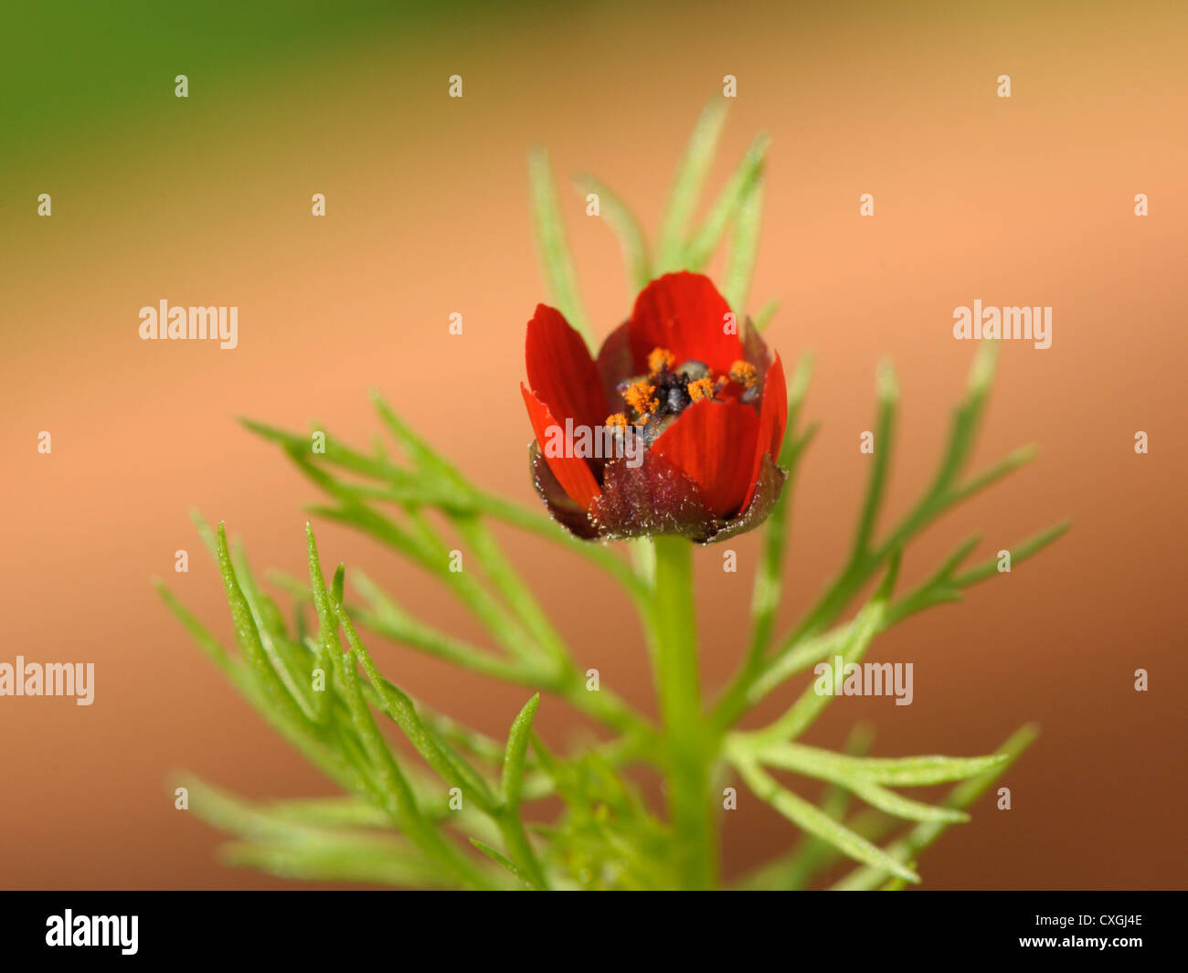 Pheasant's-eye, Adonis annua Stock Photo - Alamy