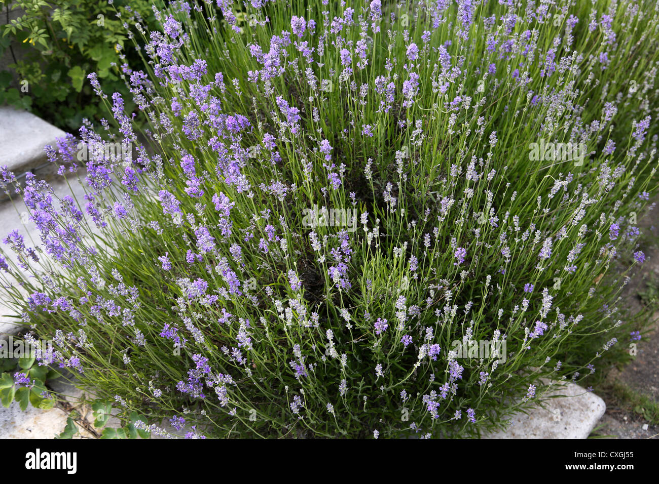 Lavender Growing In Garden England Stock Photo - Alamy