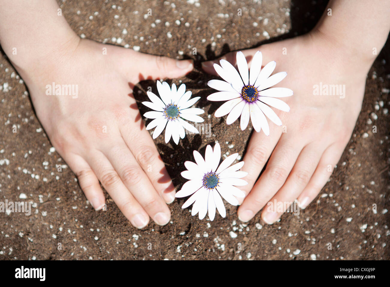 flowers being planted in the soil Stock Photo - Alamy