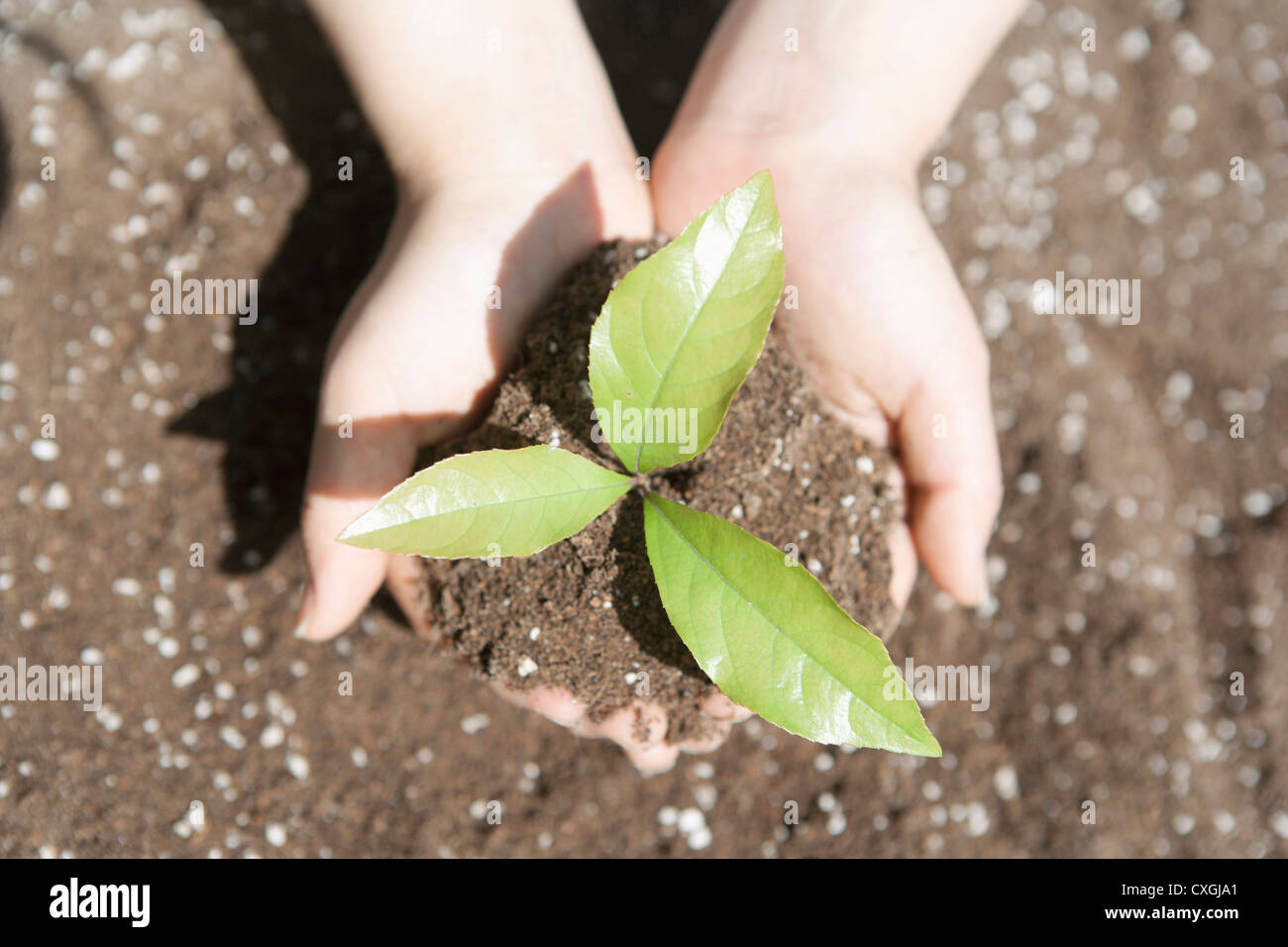 green bud on the soil in hands Stock Photo - Alamy