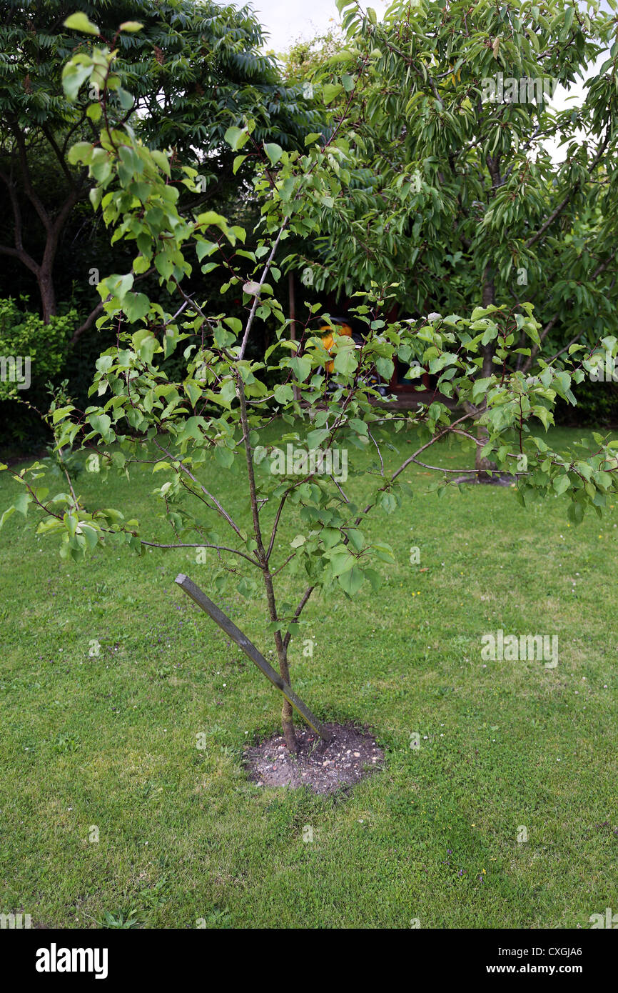 Apricot tree hi-res stock photography and images - Alamy