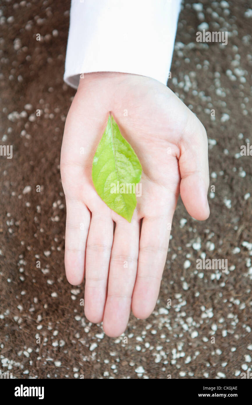 a green leaf on the hand Stock Photo - Alamy