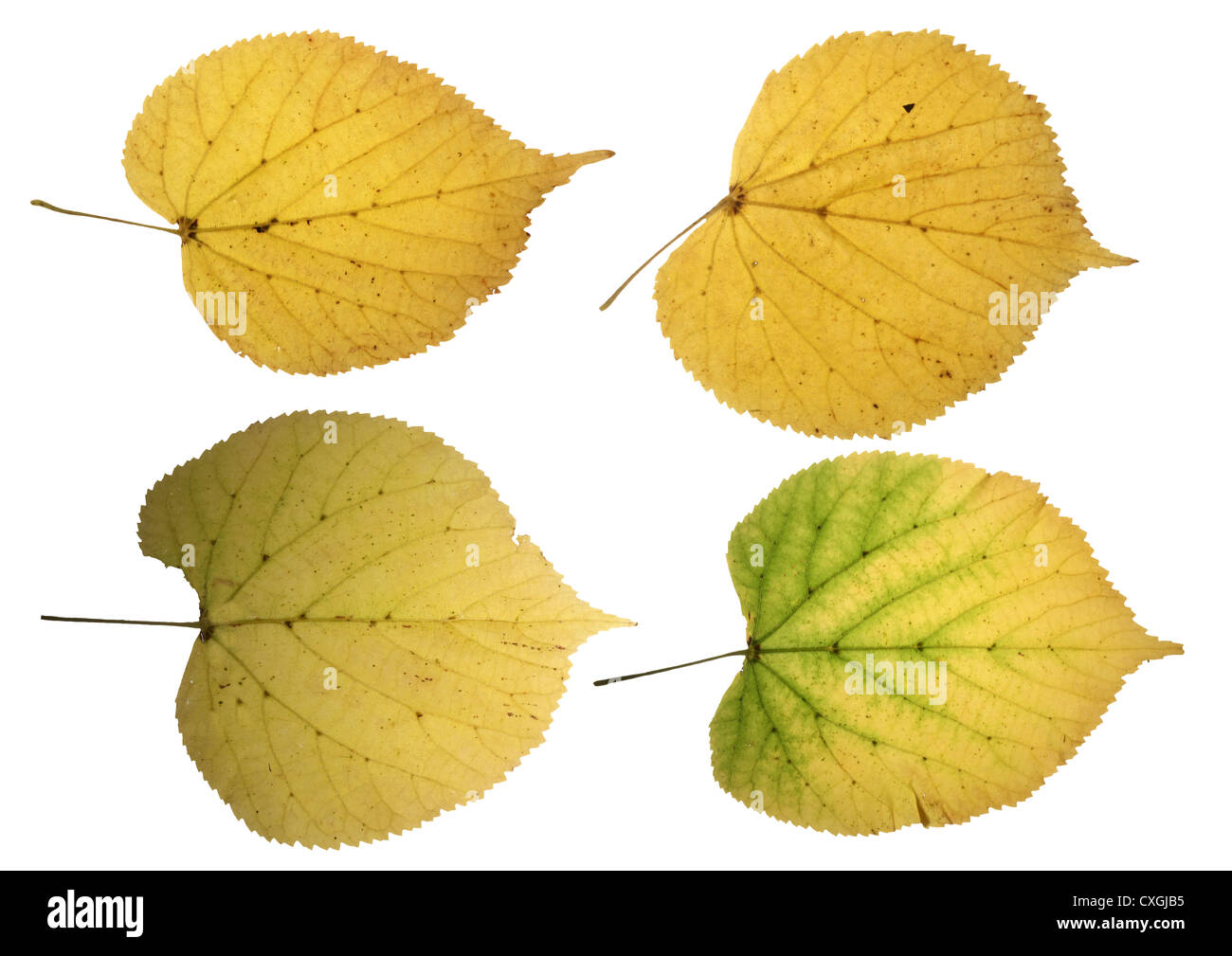 4 leaf stage hi-res stock photography and images - Alamy