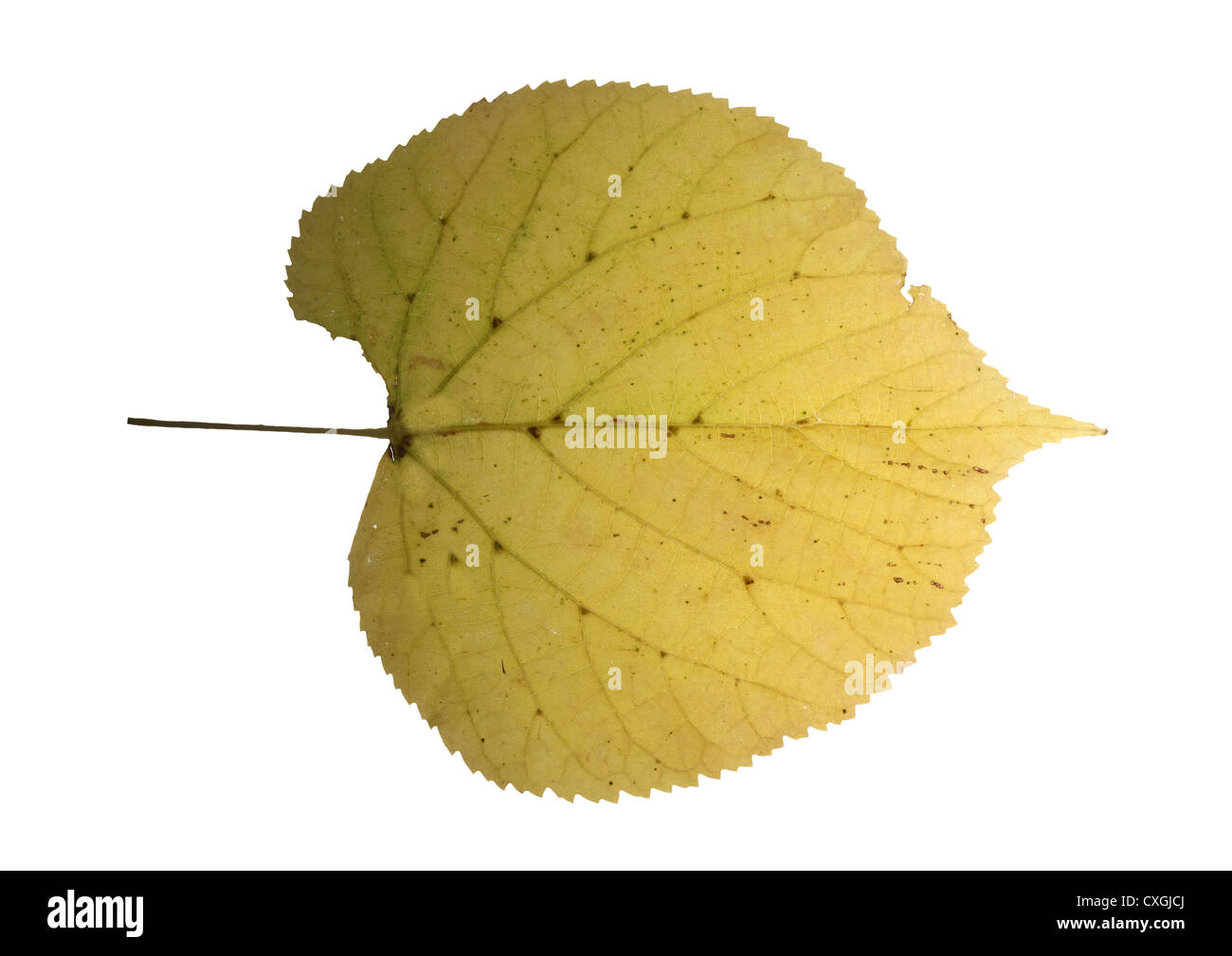 Present generation Cut Out Stock Images & Pictures - Alamy