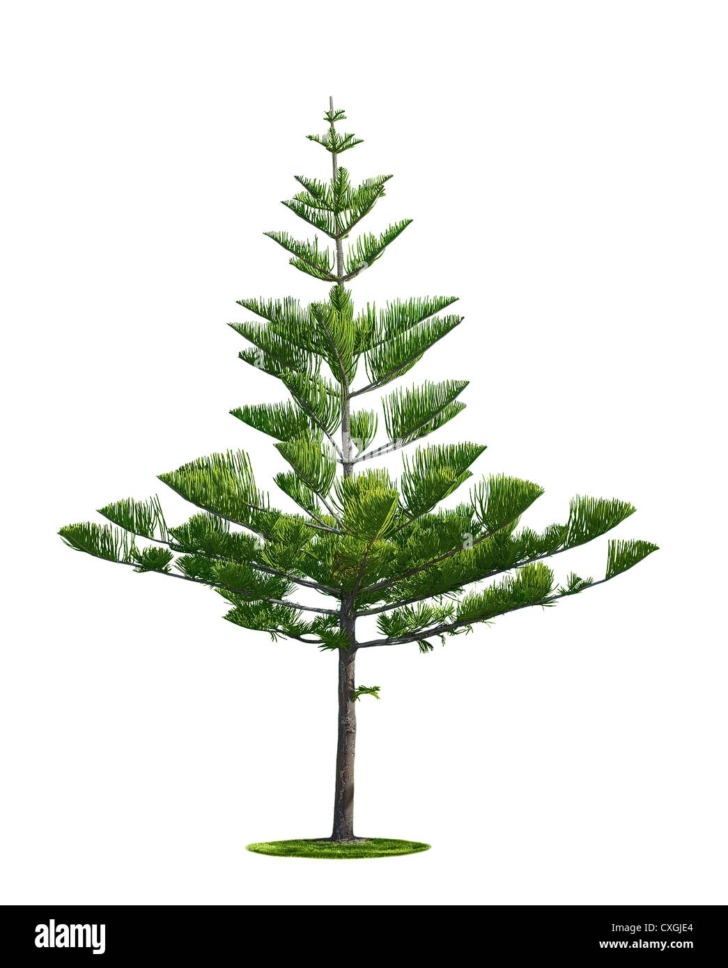 Tree on white background Stock Photo - Alamy
