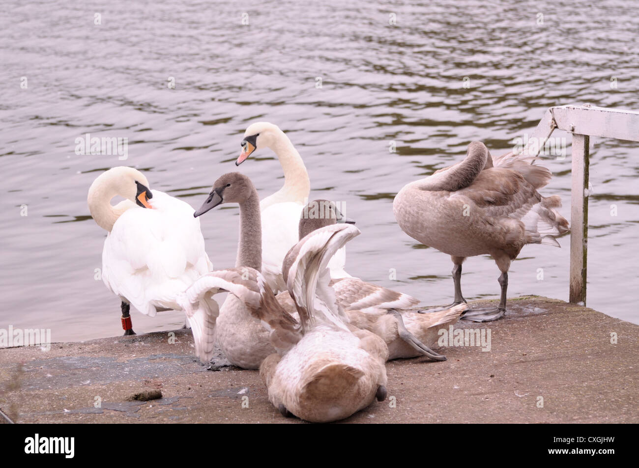 Swans webbed feet hi-res stock photography and images - Alamy
