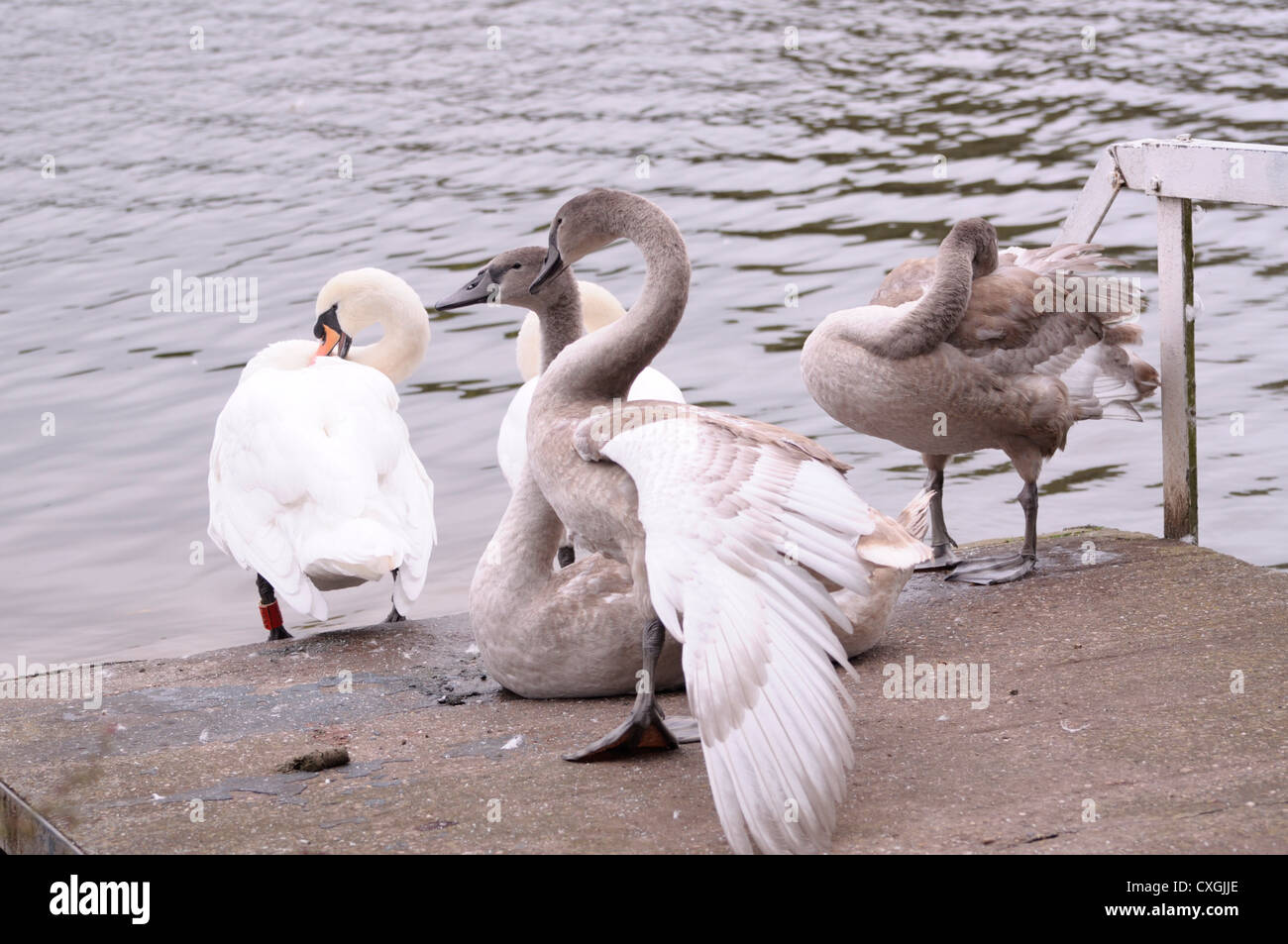 Swans Webbed Feet High Resolution Stock Photography and Images - Alamy