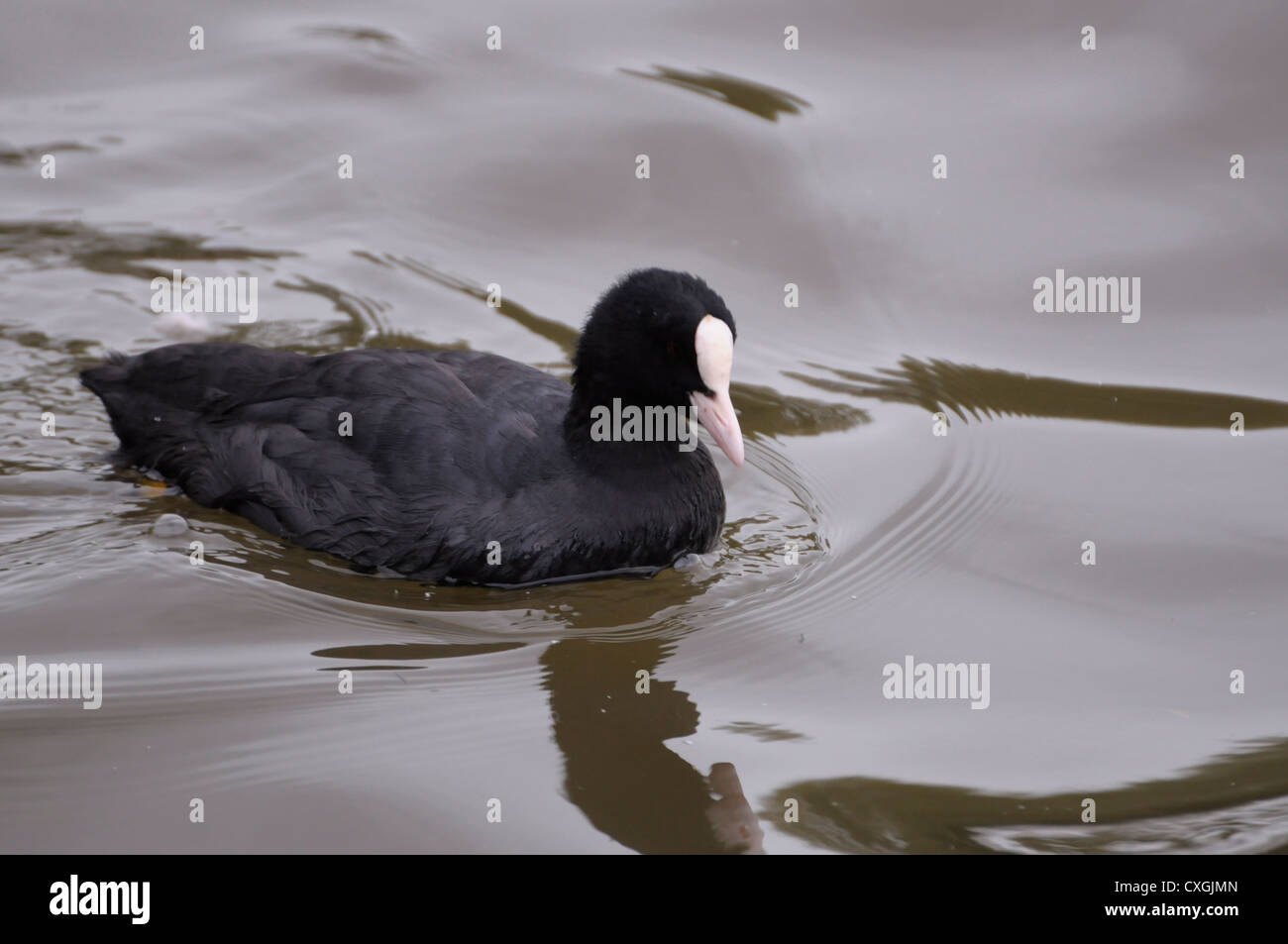 Duck fur hi-res stock photography and images - Alamy