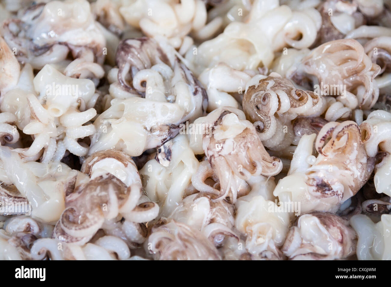Fresh octopus display at a market in Thailand Stock Photo - Alamy