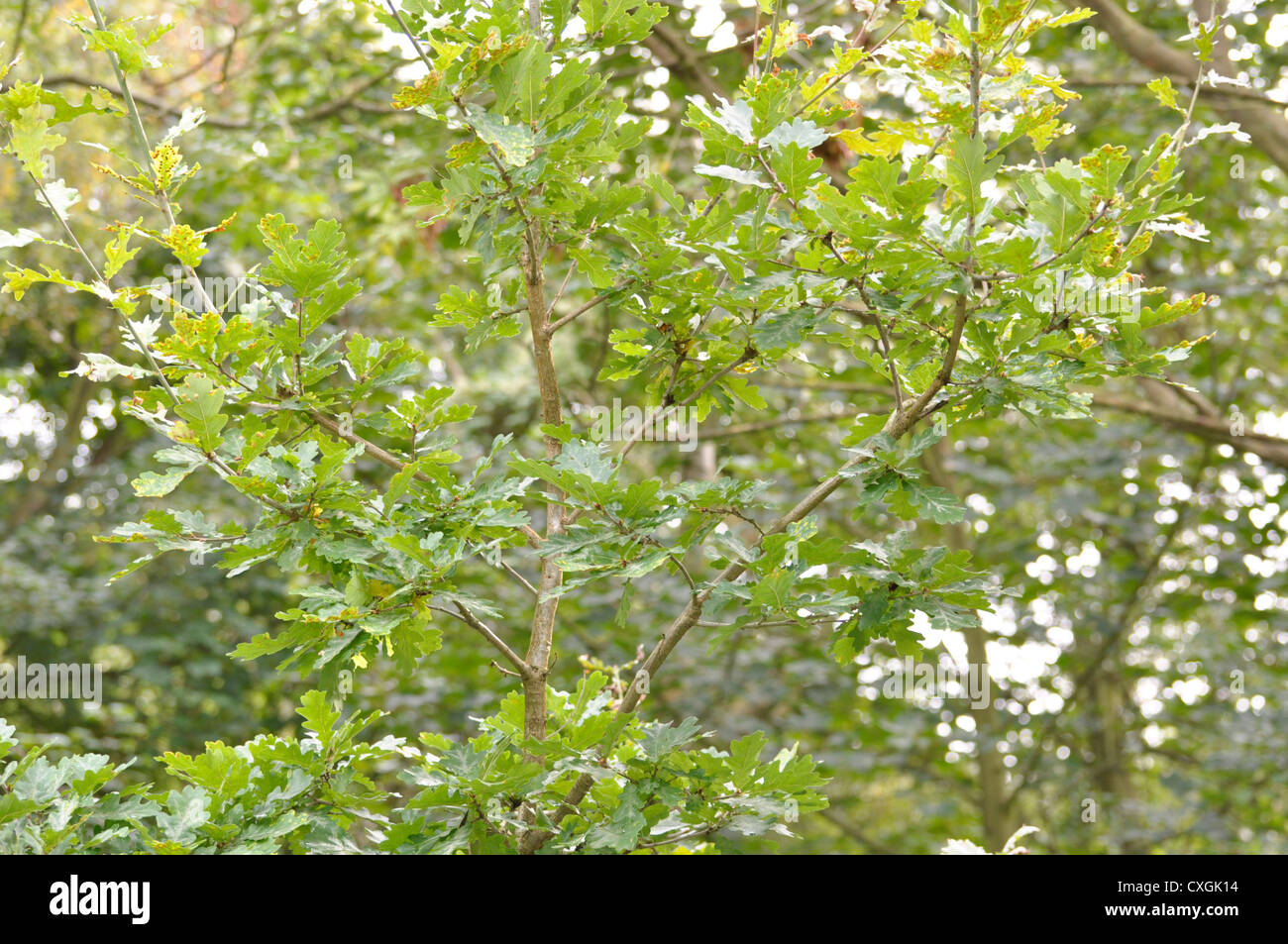 The Green Trees Of Oz Stock Photo - Alamy