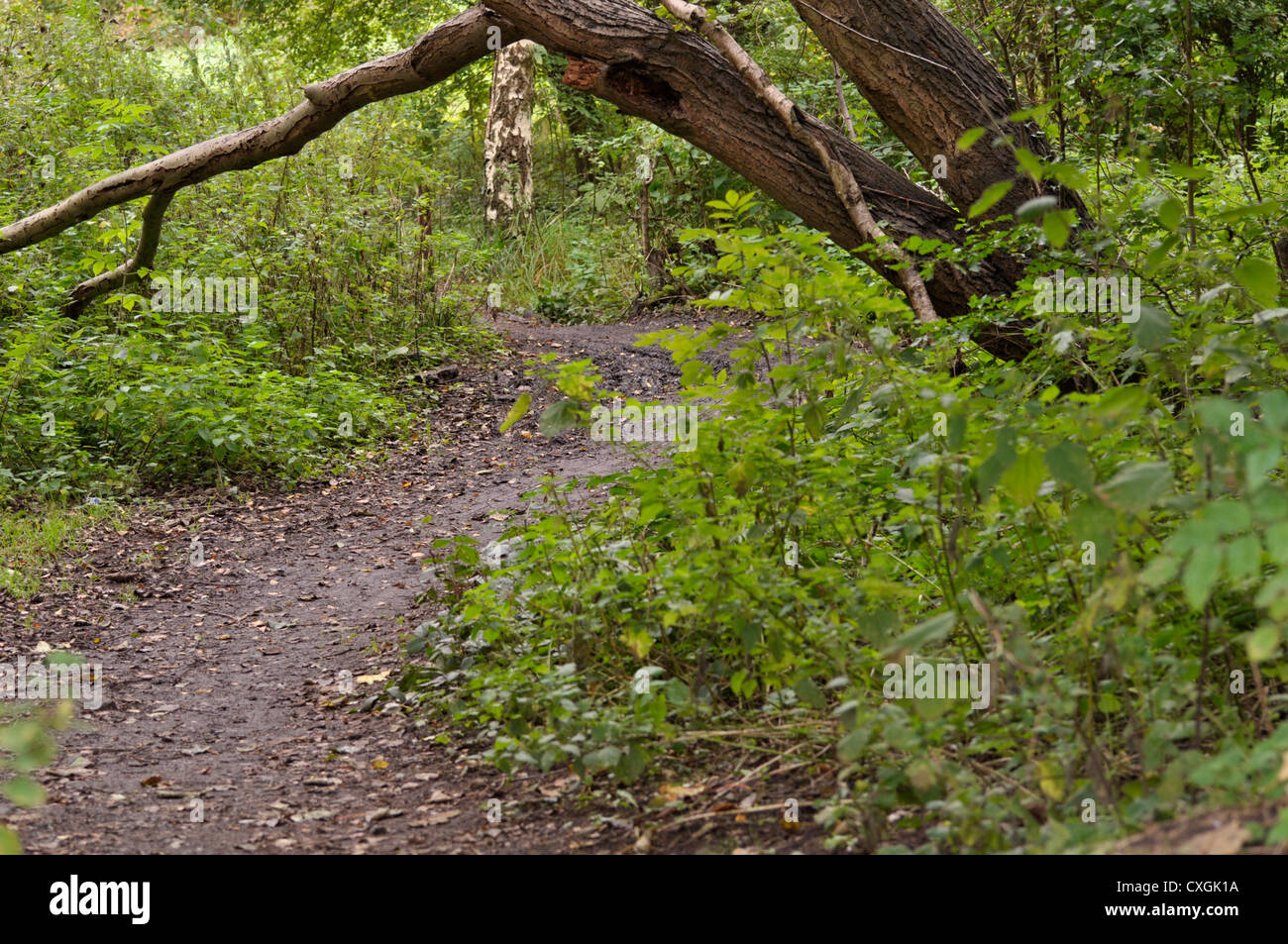 The Leaning Tree Stock Photo - Alamy