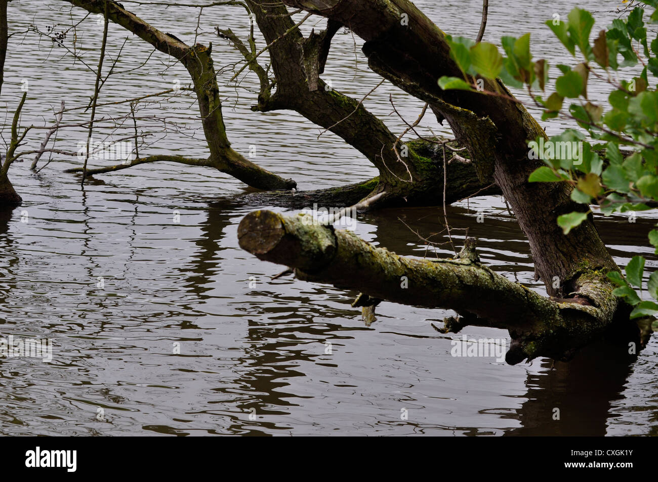The Drowning Tree Stock Photo - Alamy