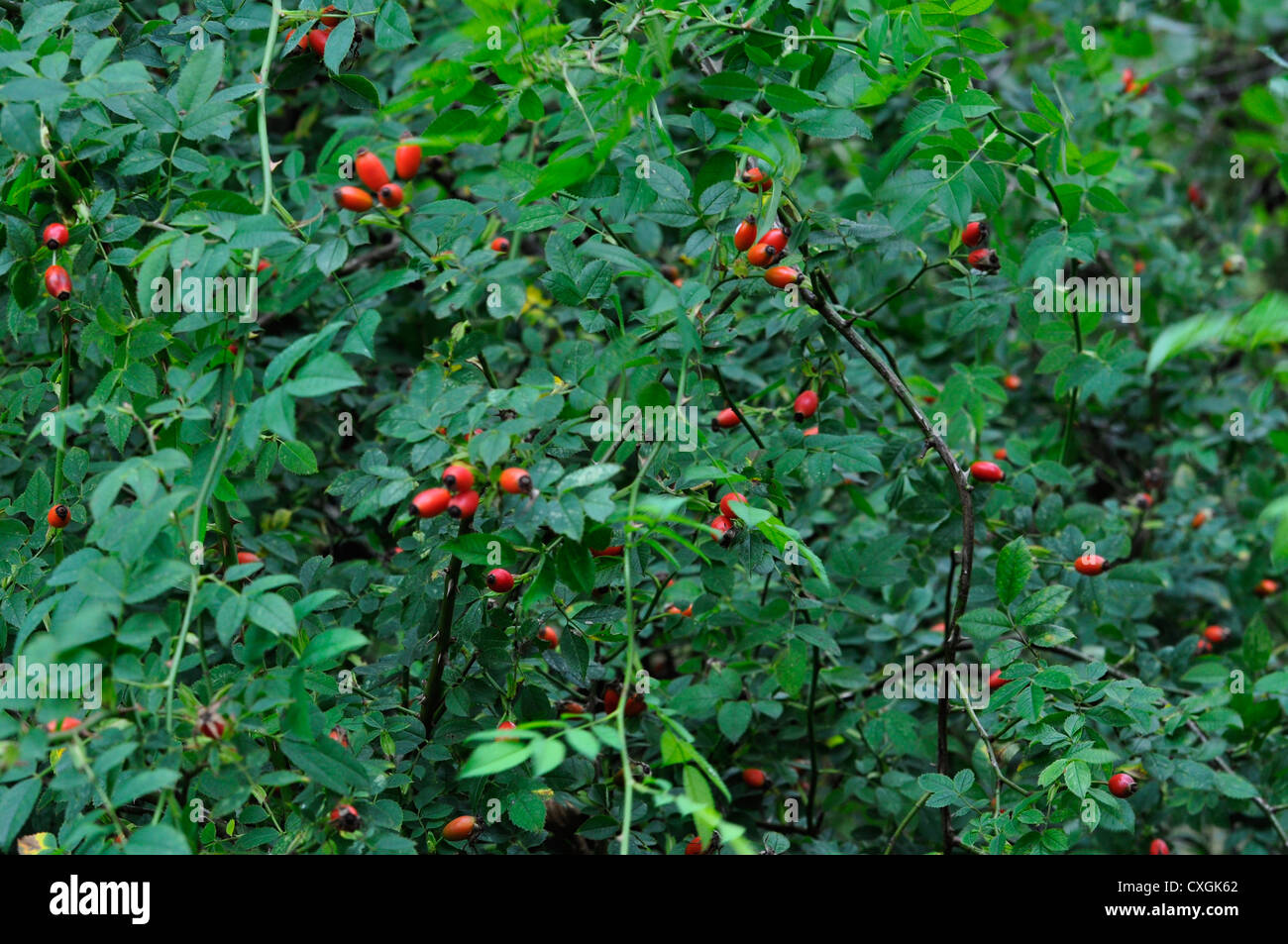 Itchy Red Things Stock Photo - Alamy