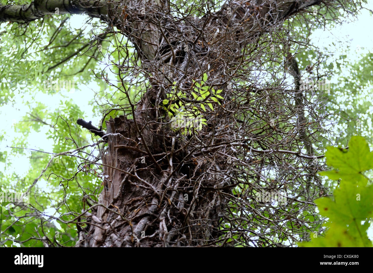Spider tree hi-res stock photography and images - Alamy