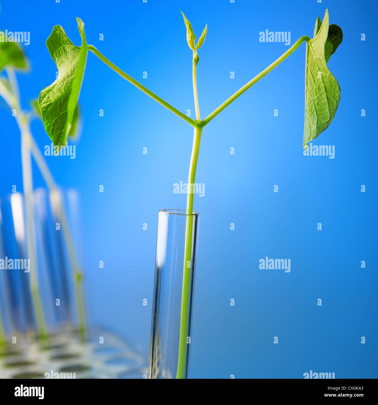 plant in test tube Stock Photo - Alamy