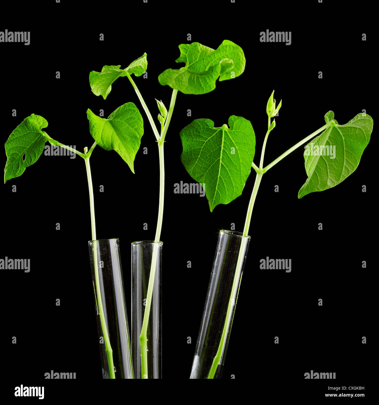 Plant science hi-res stock photography and images - Alamy