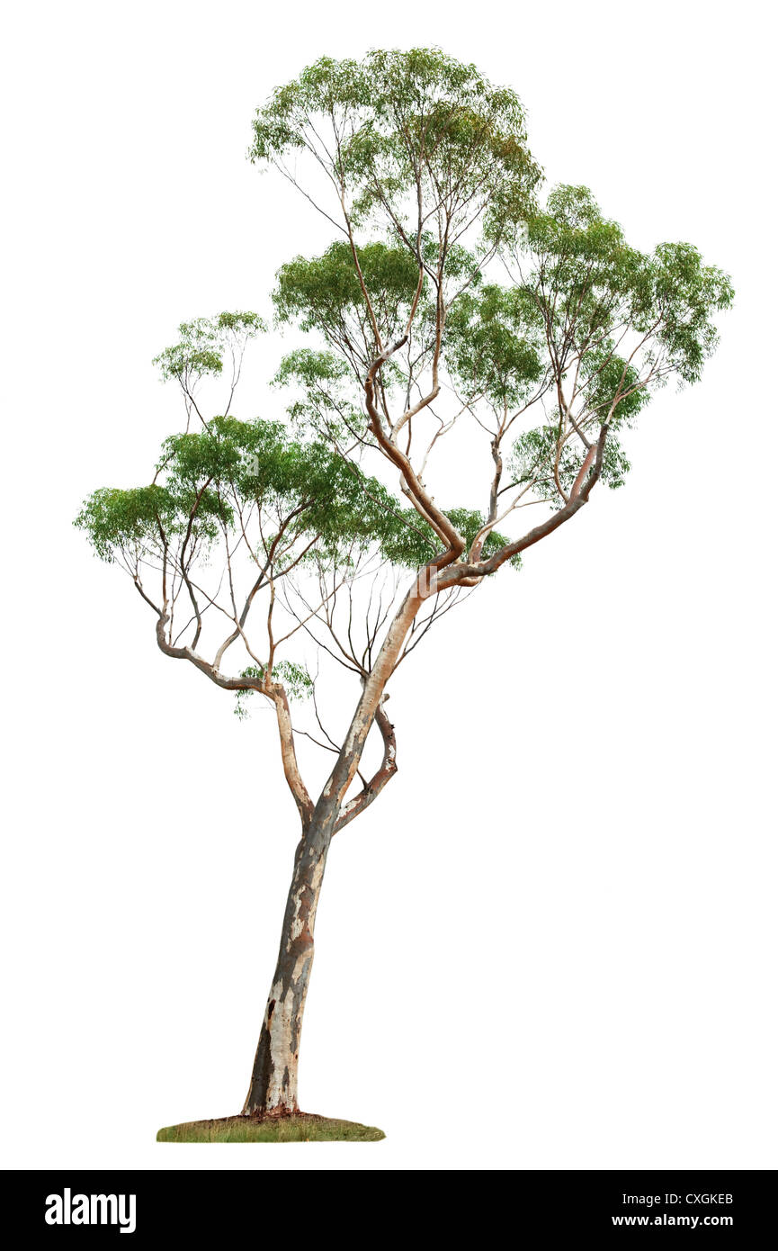 Tree on white background Stock Photo - Alamy