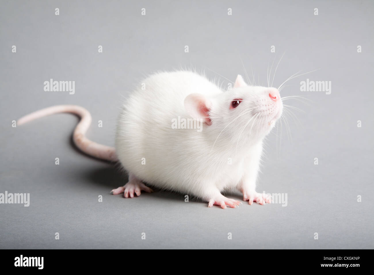 Mouse parasite hi-res stock photography and images - Alamy