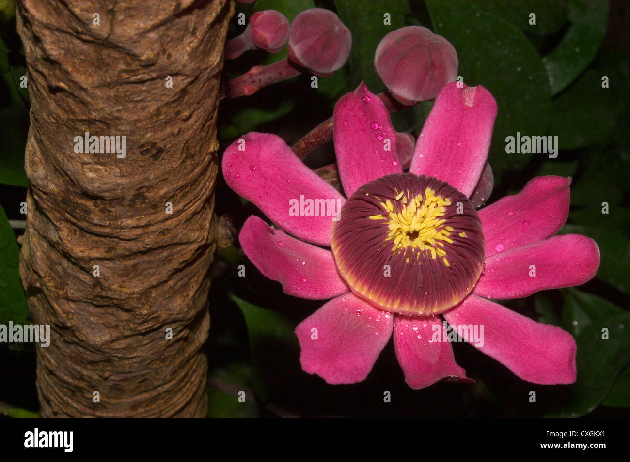 Gustavia superba (Lecythidaceae) , tree whose flower grows directly on ...