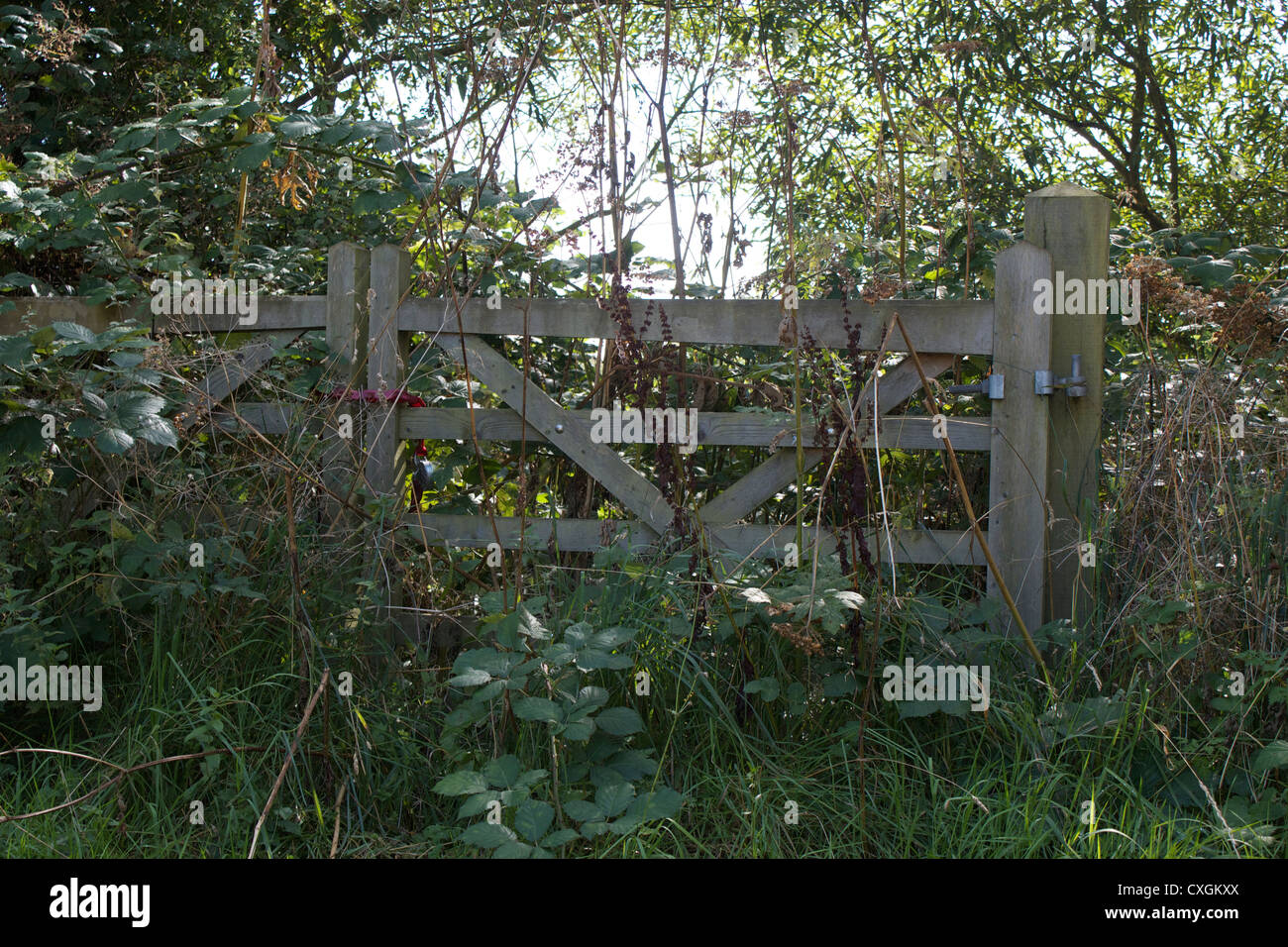 Overgrown wooden farm gate with red chain lock in the Oxford ...