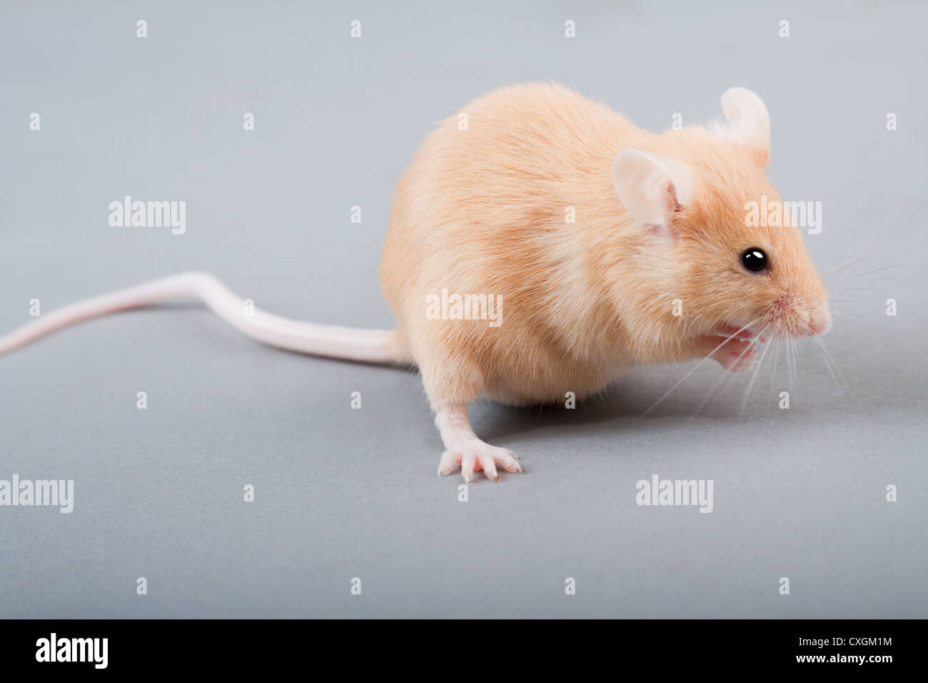 Lab mouse hi-res stock photography and images - Alamy