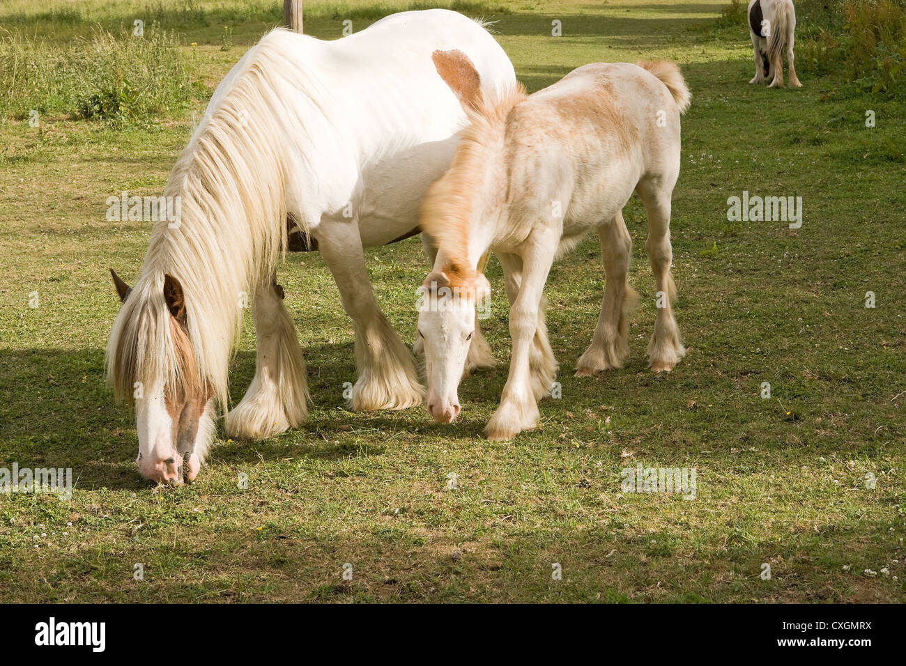 English mare hi-res stock photography and images - Alamy