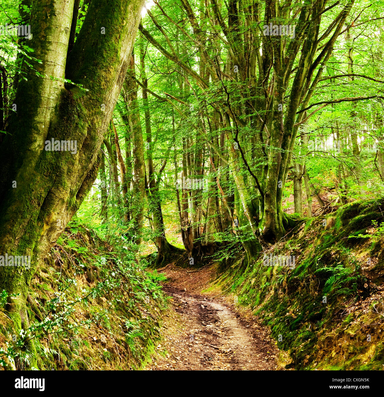 Foot path to the beech hi-res stock photography and images - Alamy
